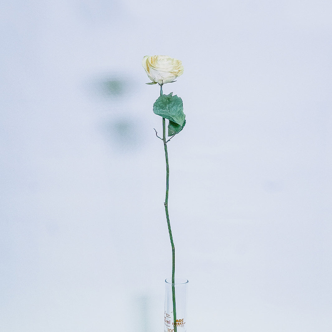 Mystic Flower
